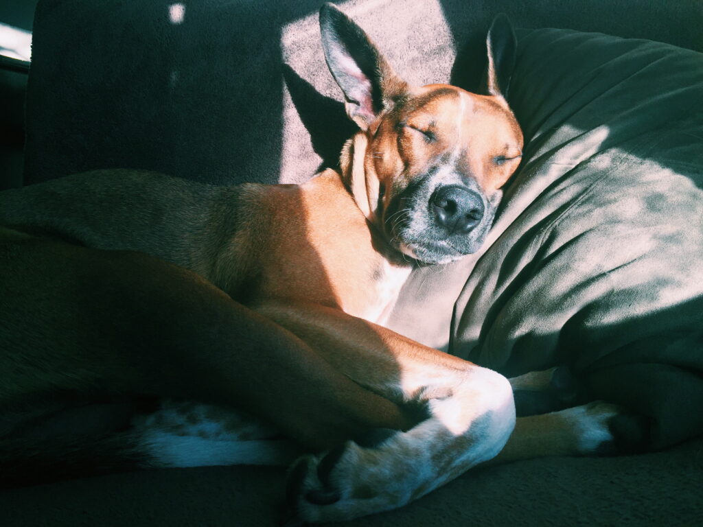 Benson doing Benson things - Dave Schumaker